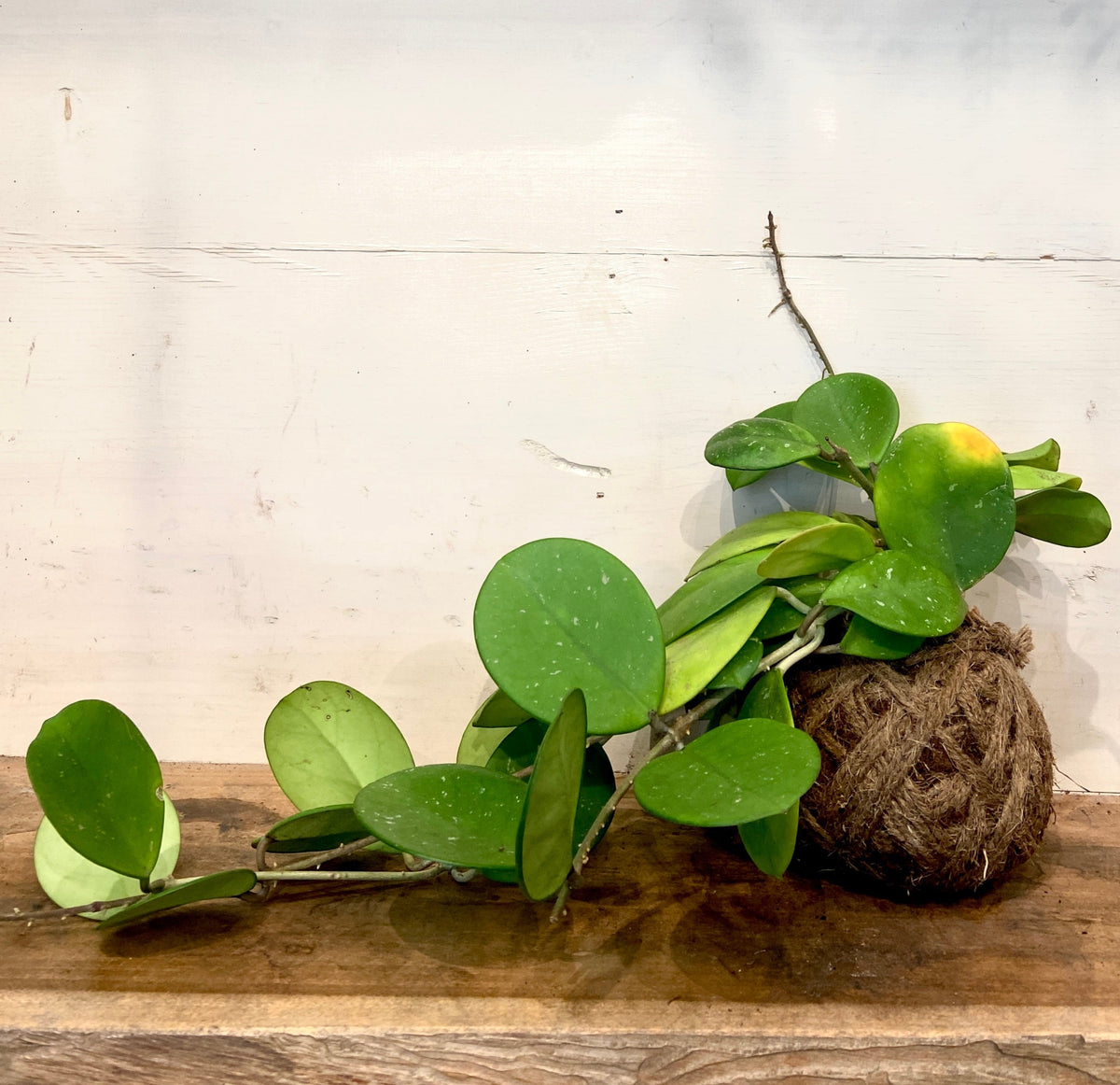 Hoya Medium Mudball II – GracieJamesCo